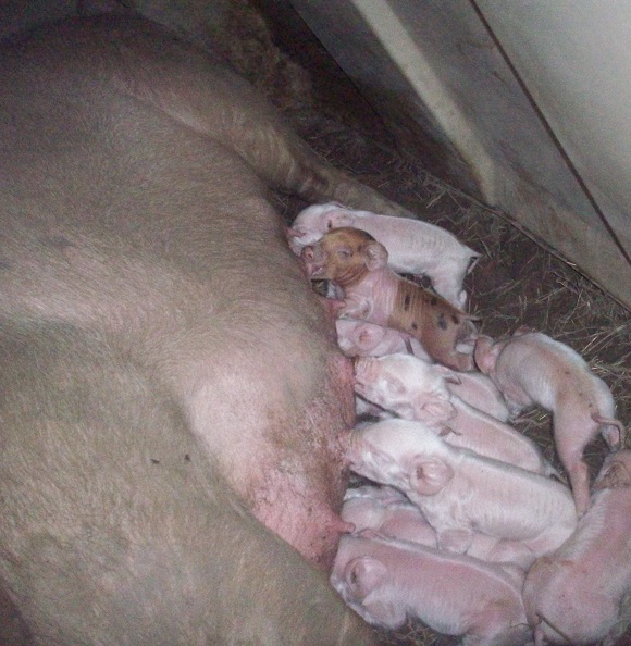 Sty Guy – Southwick Family Farm