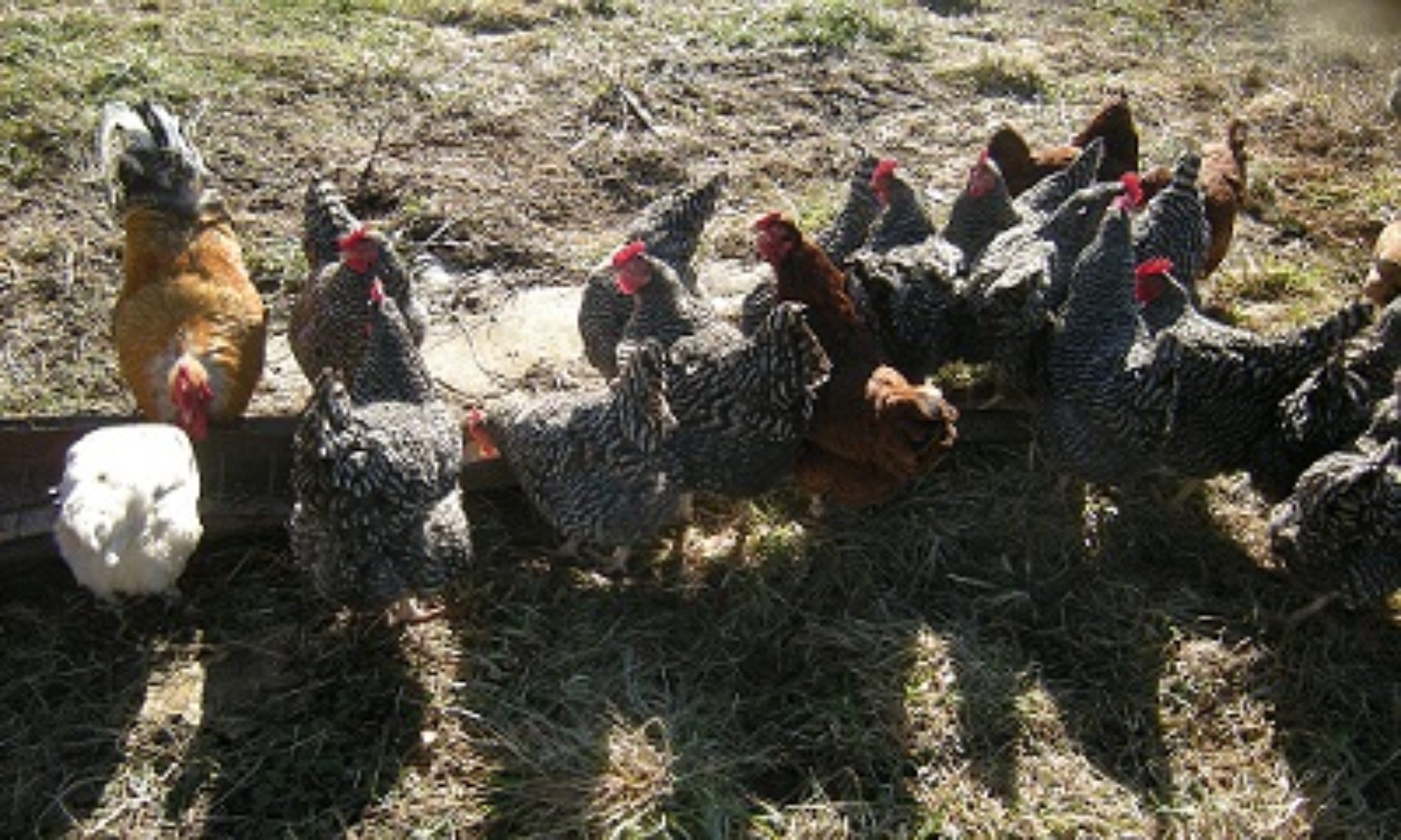 Eggs – Southwick Family Farm