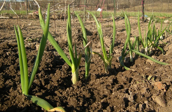 Spring Scallions – Southwick Family Farm