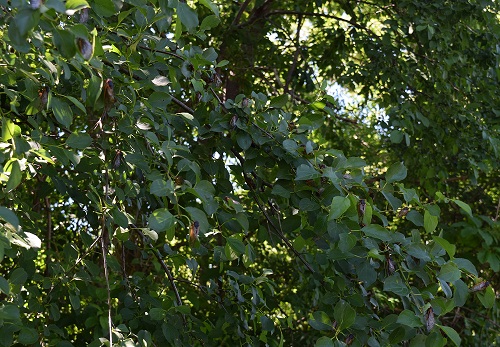 17-Year Cicadas – Southwick Family Farm