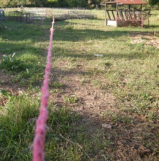 Stray Livestock – Southwick Family Farm