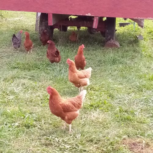 Southwick Family Farm – Issues, recipes, musings, and more…