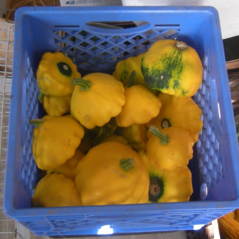 What Do I Do with…a Patty Pan Squash? – Southwick Family Farm