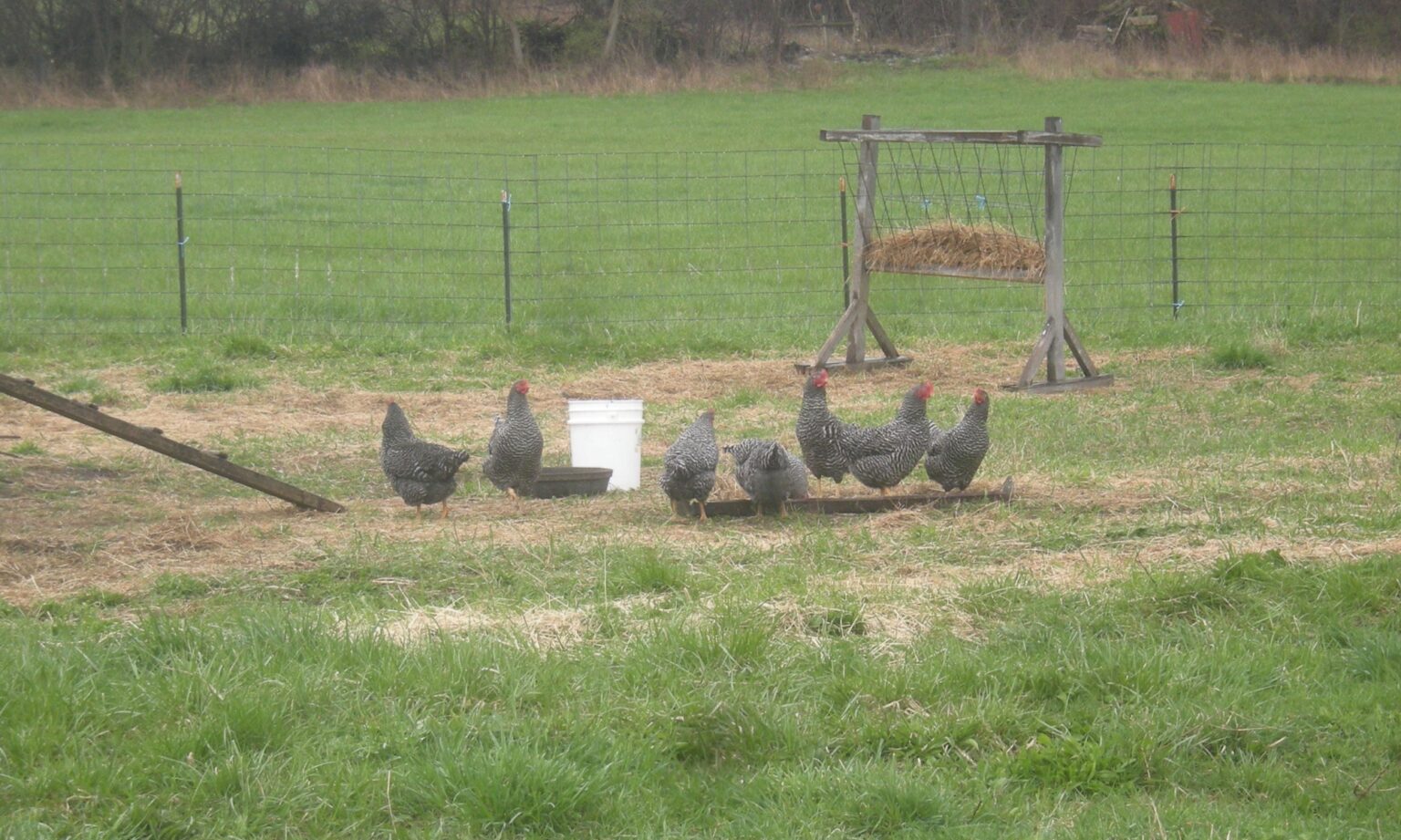 Order Form – Southwick Family Farm