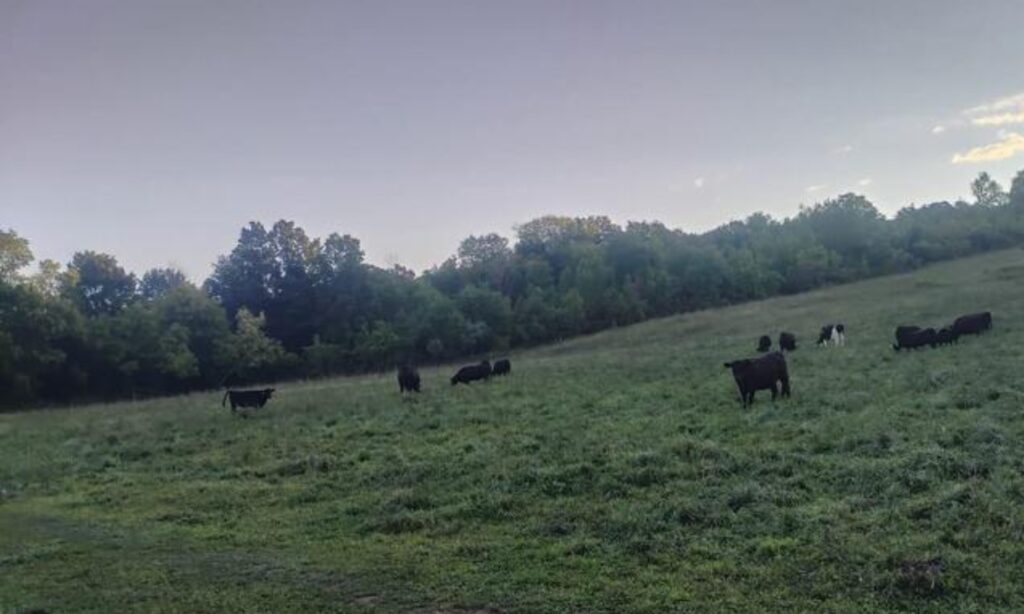 What Do I Do with…a Patty Pan Squash? – Southwick Family Farm